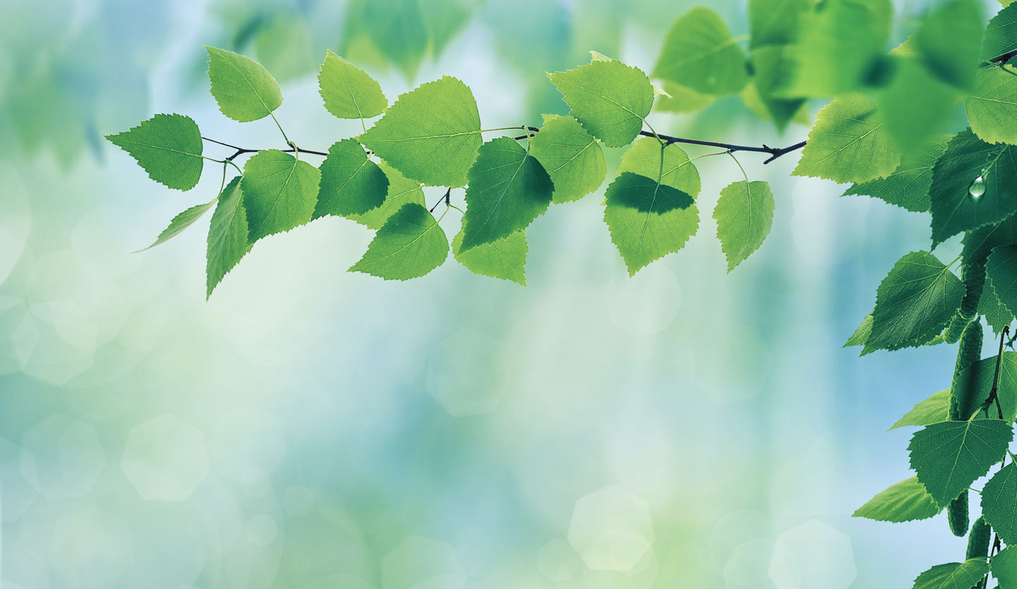 MB Markets - MerleBoes